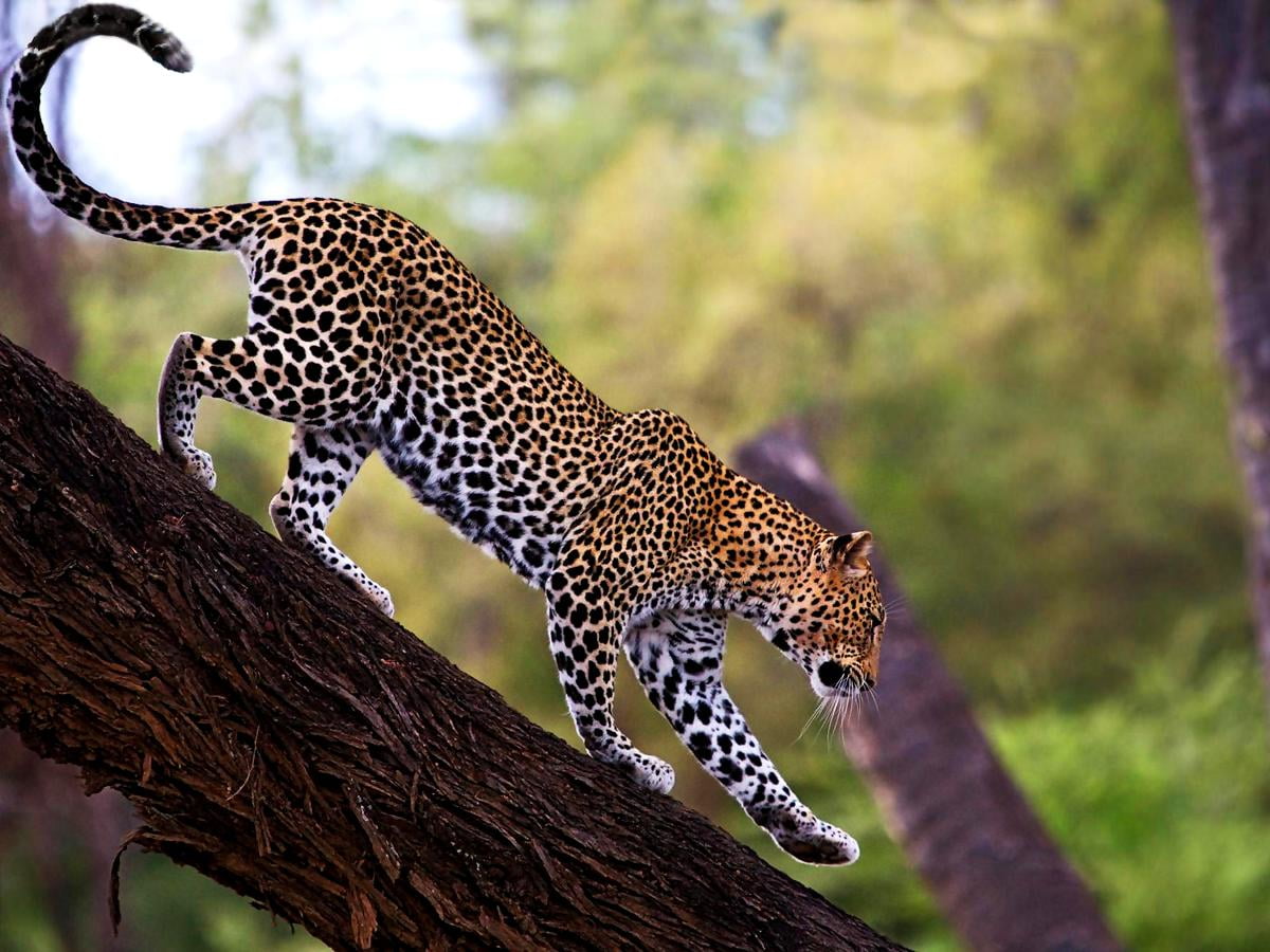 Wallpaper Leopardo, Vida Selvagem, Animais | Baixar Grátis