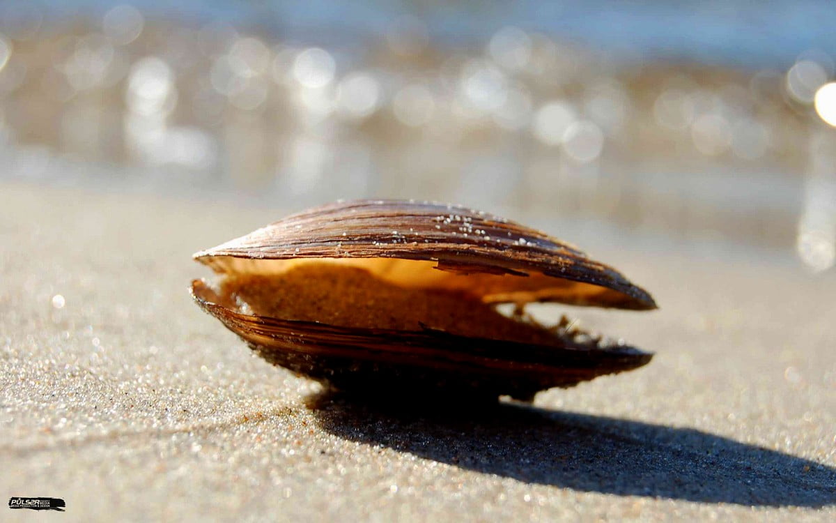 Imagens de fundo Mexilhão | Imagens Gratuitas