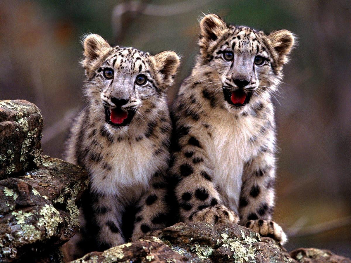 Imagem de papel de parede Leopardo-Das-Neves, Animais Pequenos, Vida ...
