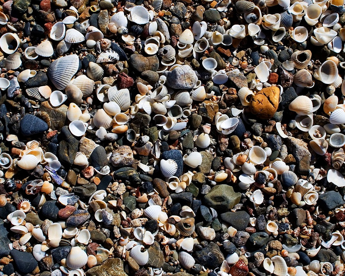 Fundo de imagem Concha Marinha, Seixo, Montanhas Rochosas | Baixar Grátis