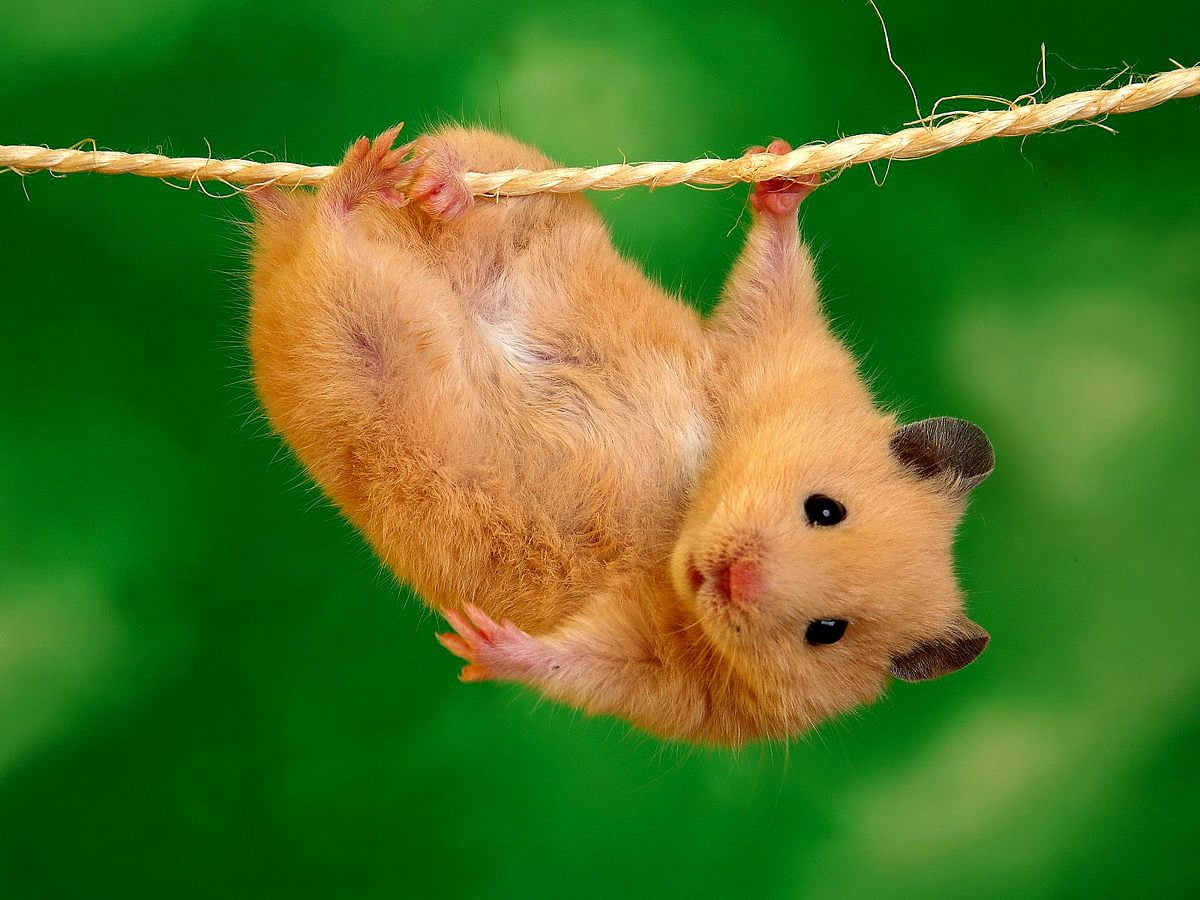 210+ Imagens de fundo Fofos | Imagens Gratuitas