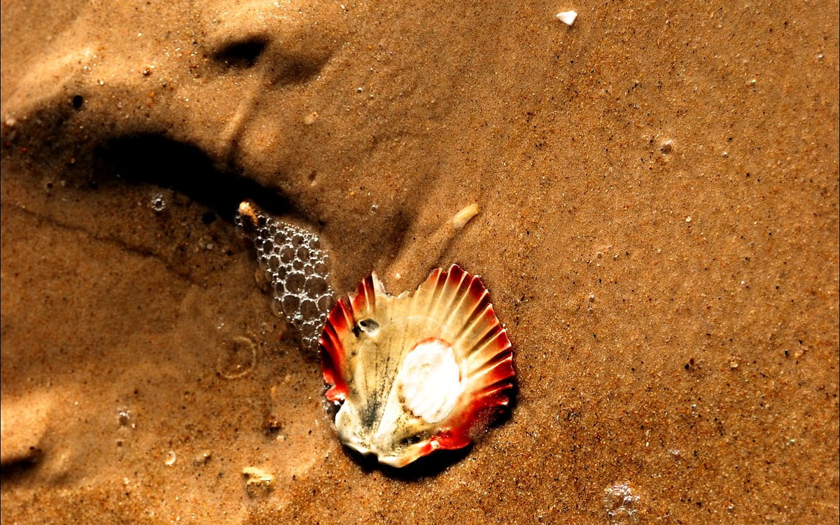 Imagem de fundo para celular Concha Marinha, Areia, Recife | Baixar Grátis