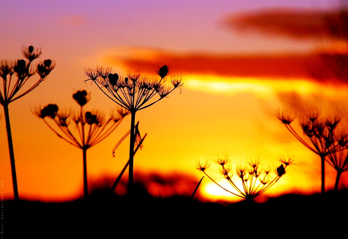 Fundo para pc Sol, Natureza, Amarelos | Baixar Grátis