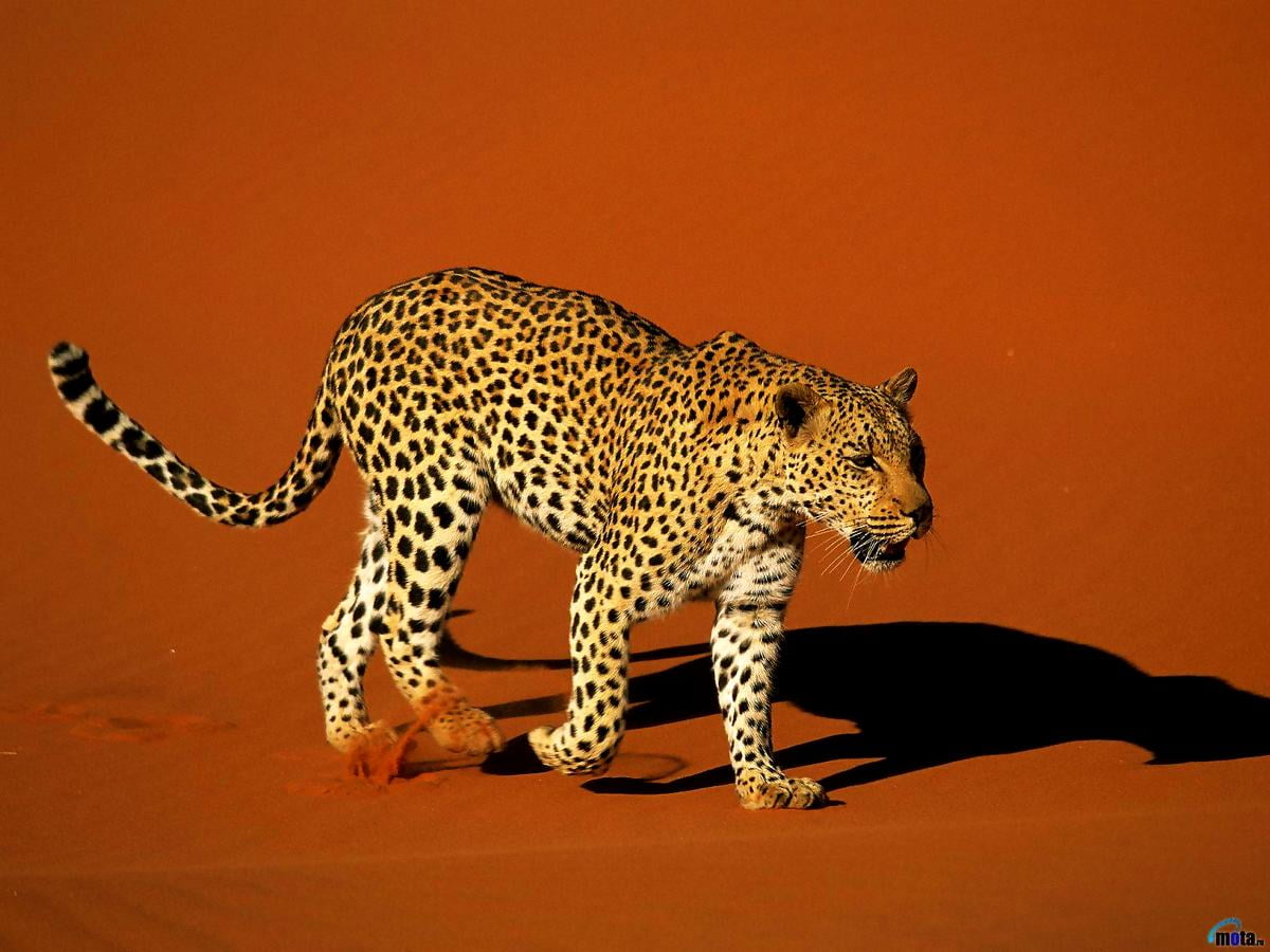 40+ Imagens de fundo Leopardo | Imagens Gratuitas