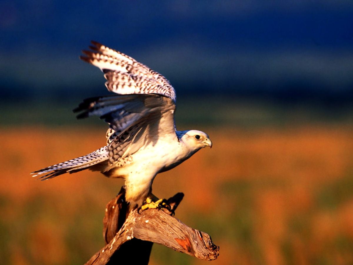 80+ Imagens de fundo Águia | Imagens Gratuitas