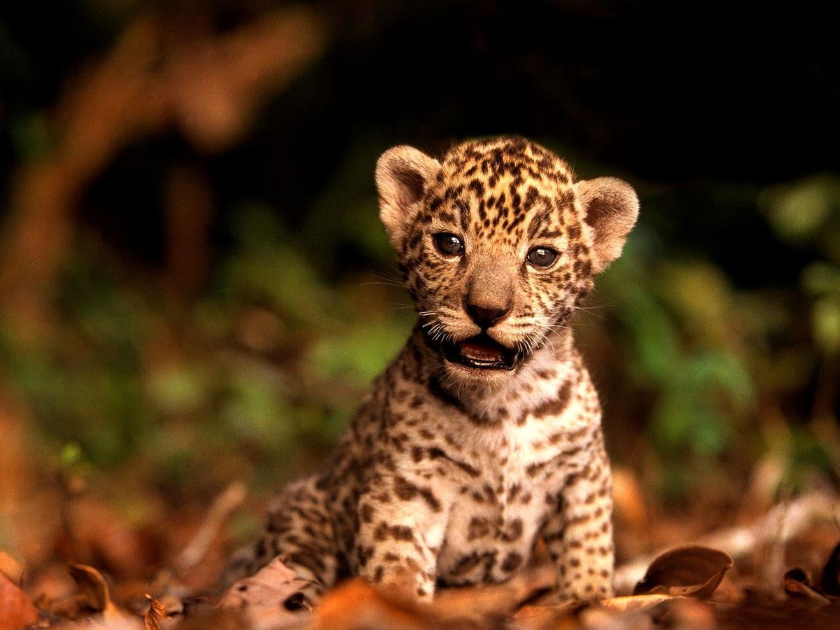 30+ Imagens de fundo Animais pequenos | Imagens Gratuitas