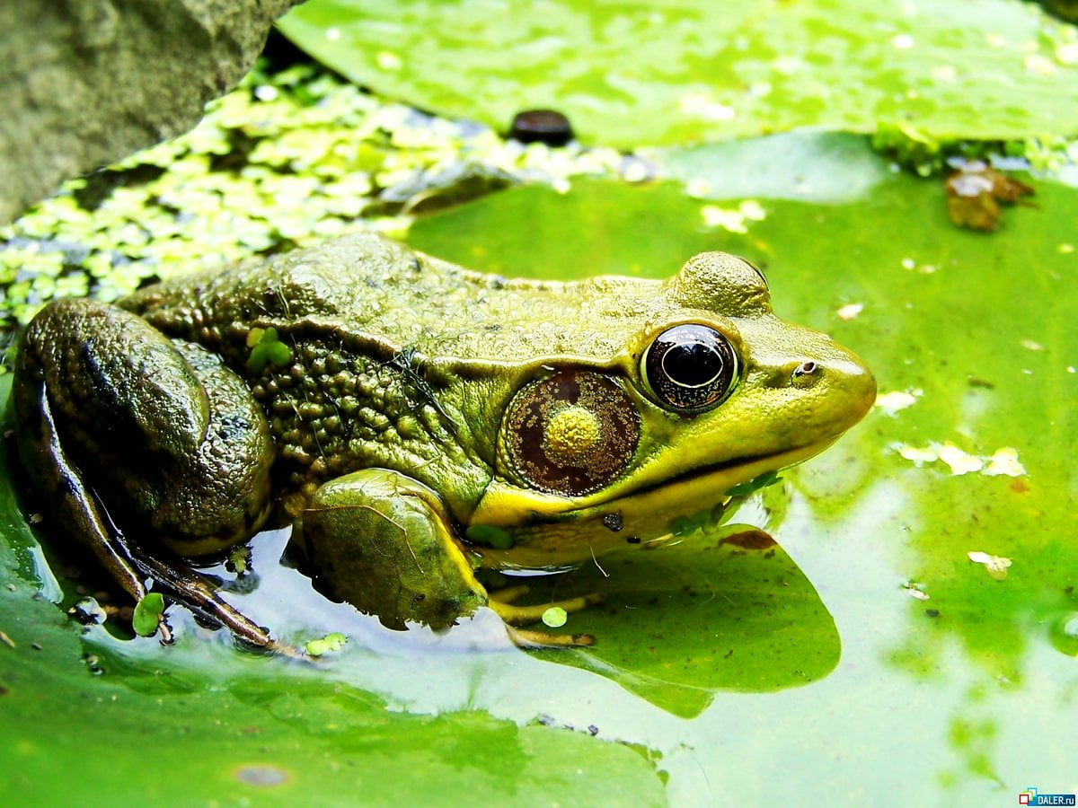 Papel De Parede De Sapo Verde HD Wallpaper: Frog Sitting At Branch,