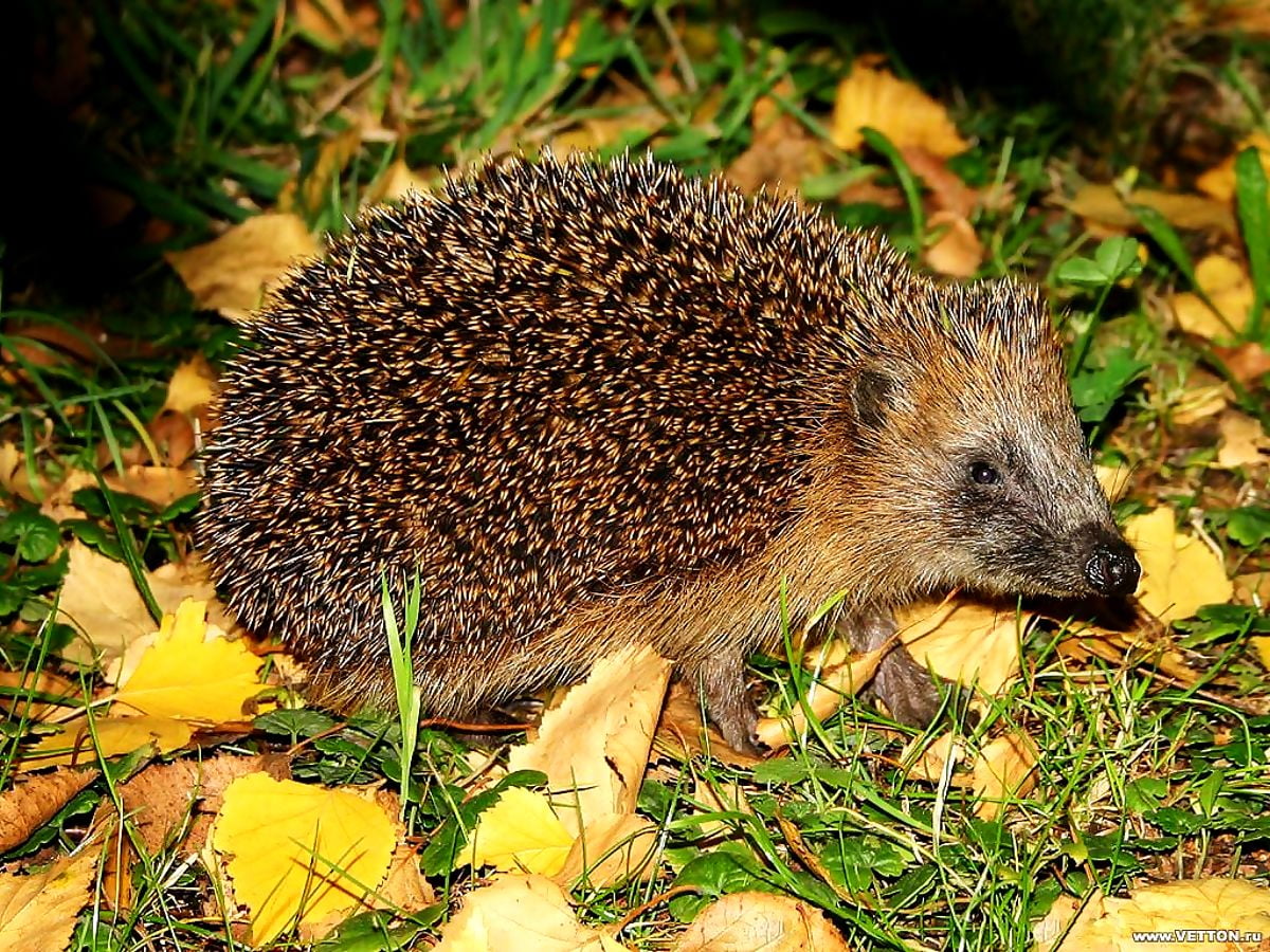 Imagem de fundo Ouriço, Ouriço Domesticado, Animais | Baixar Grátis
