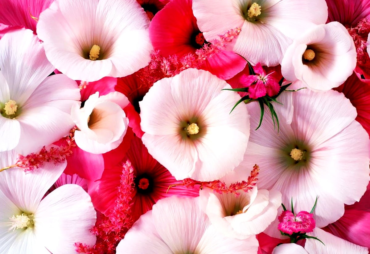 Plano de fundo Mosaico De Flores, Flores, Julia Criança Rosa | Baixar ...