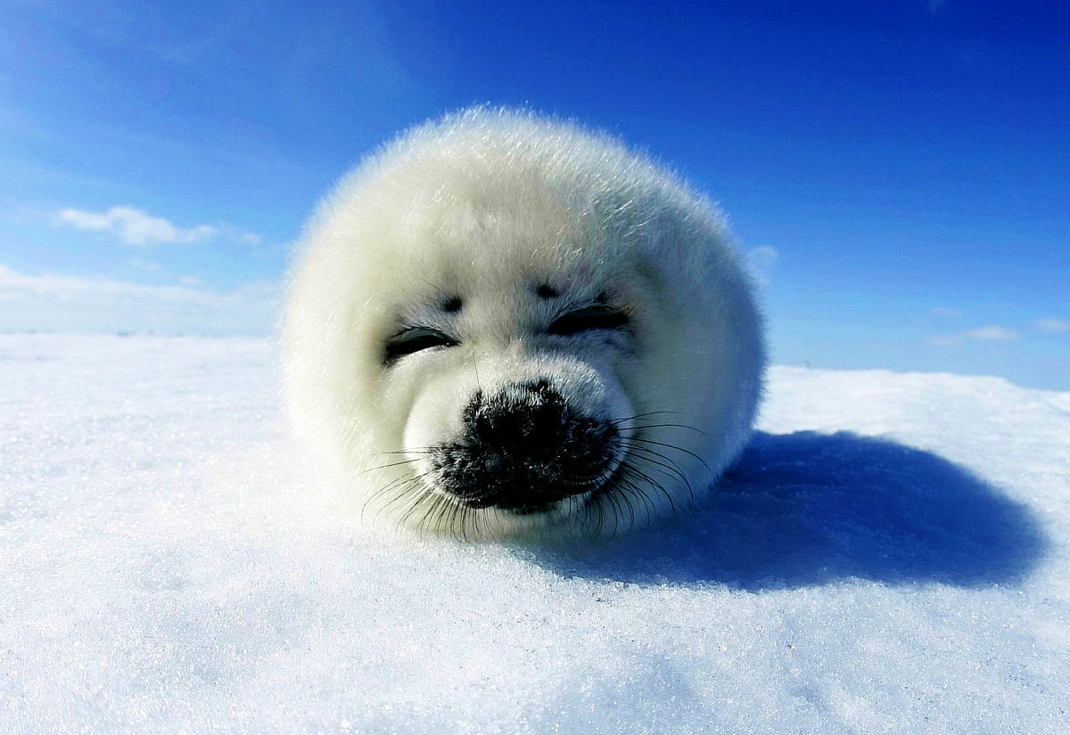Fundo de tela Animais Pequenos, Animais, Foca | Download Grátis