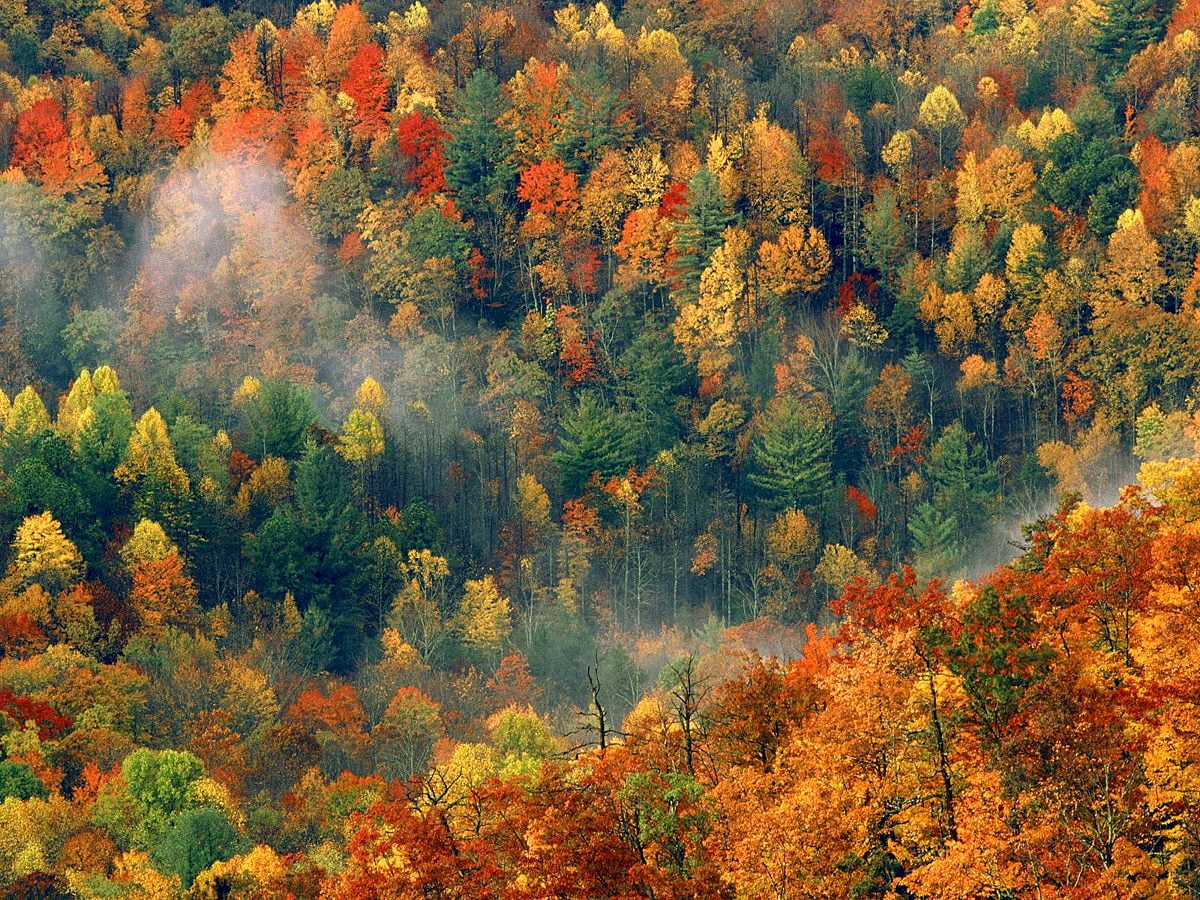 Plano de fundo para pc Outono, Natureza, Floresta | Download Grátis