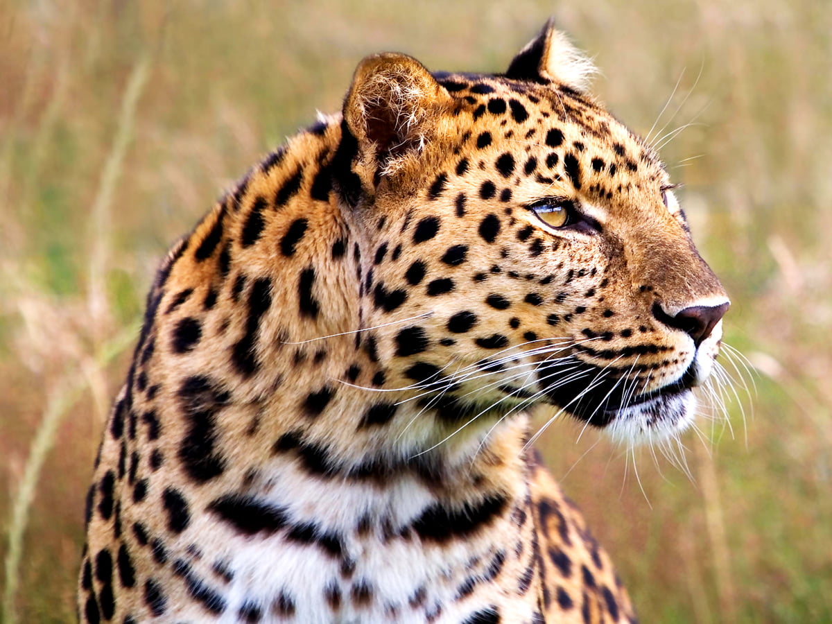 Plano de fundo Leopardo, Vida Selvagem, Animais | Baixar Grátis