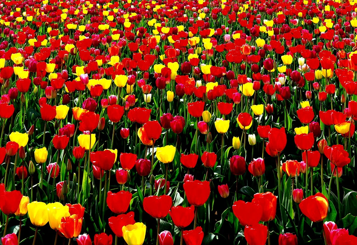 Plano de fundo Mosaico De Flores, Flores, Tulipa | Baixar Grátis