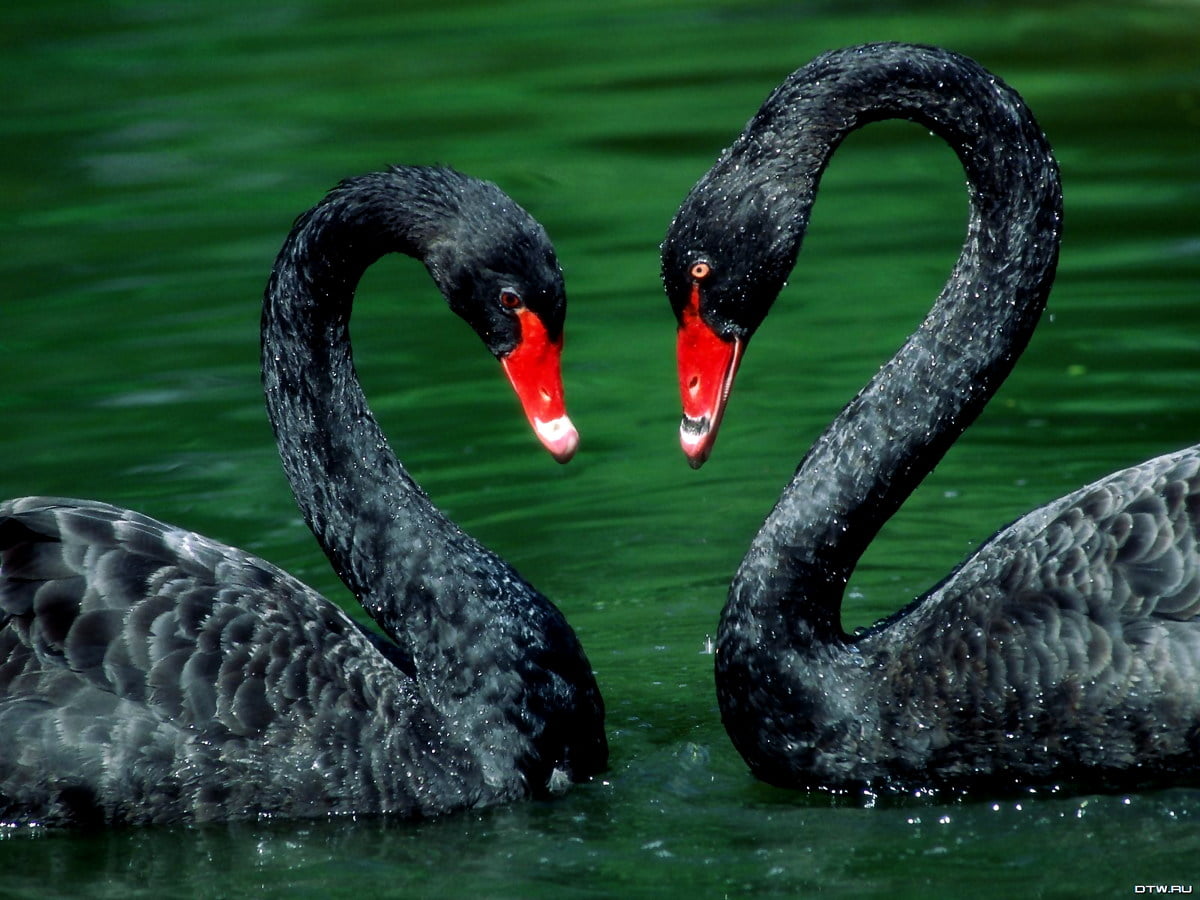 20+ Imagens de fundo Cisne | Imagens Gratuitas