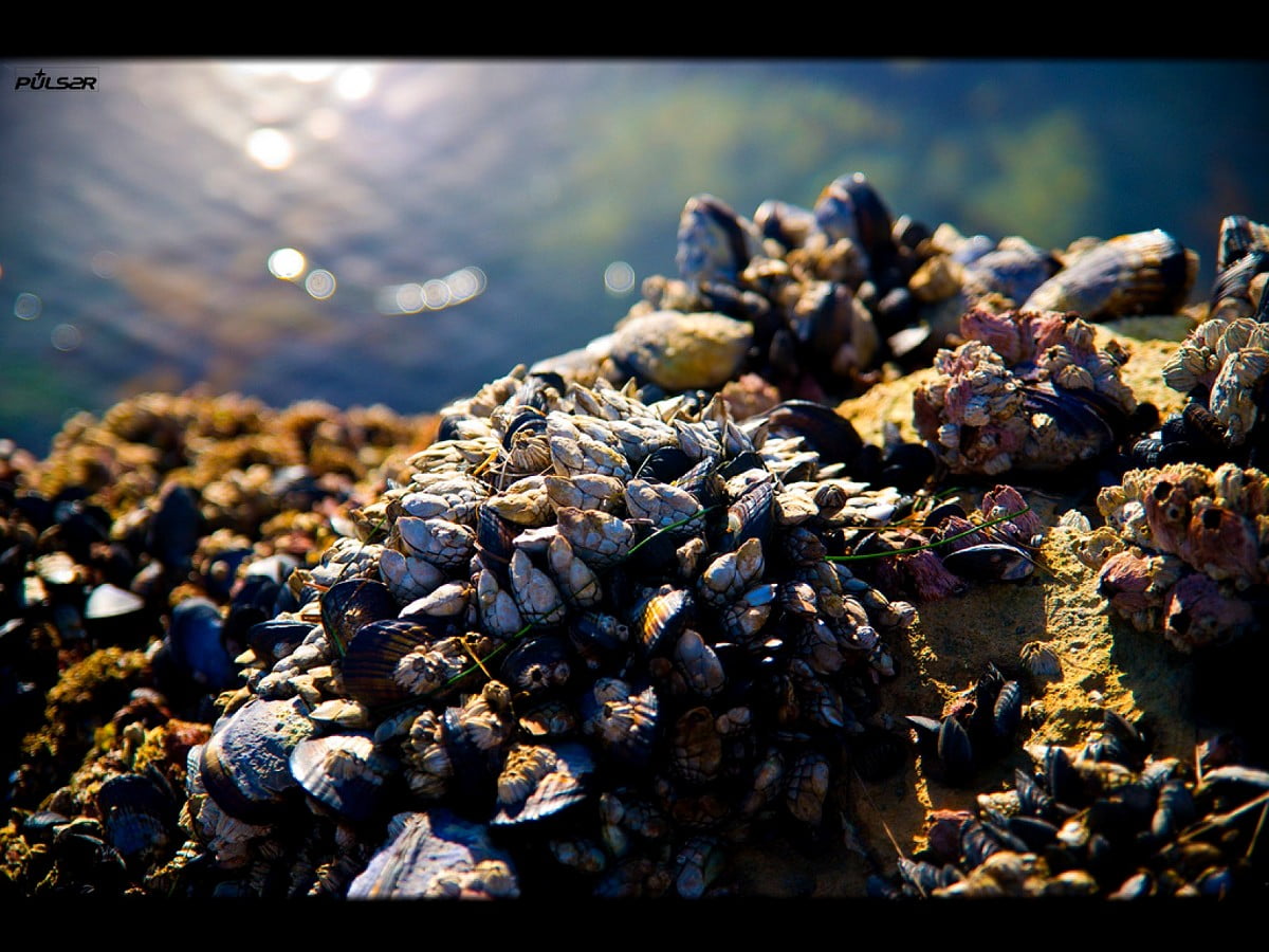 Plano de fundo para celular Concha Marinha, Montanhas Rochosas, Recife ...