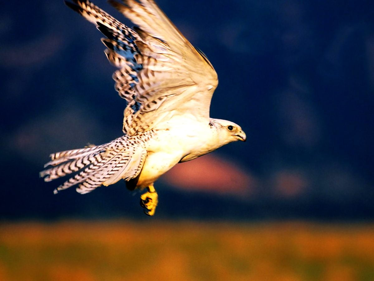 80+ Imagens de fundo Águia | Imagens Gratuitas