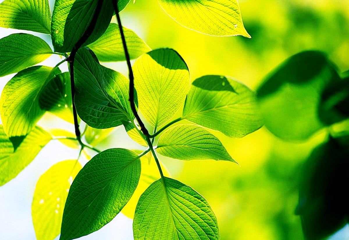 30+ Imagens de fundo Folhas | Imagens Gratuitas