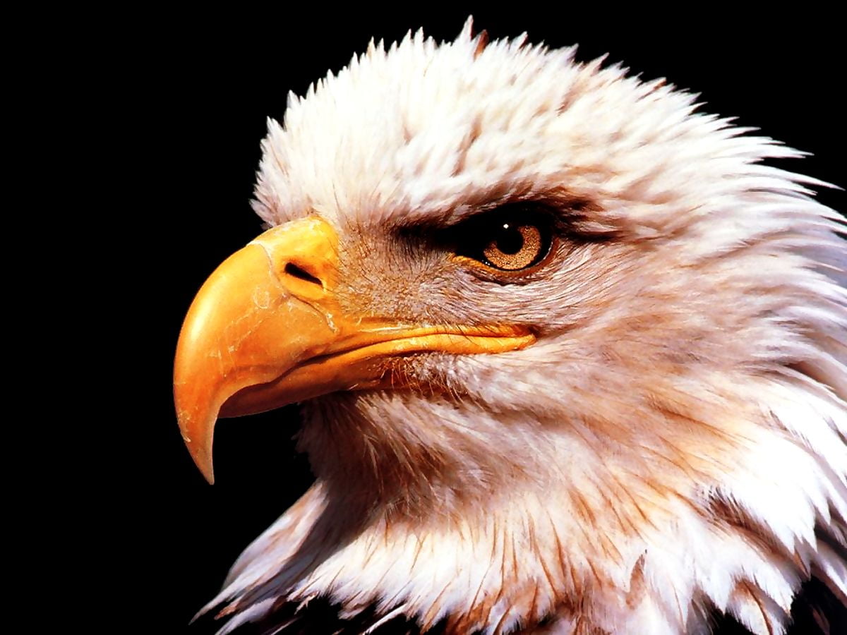 80+ Papéis de parede para pc - Águia | Imagens Gratuitas
