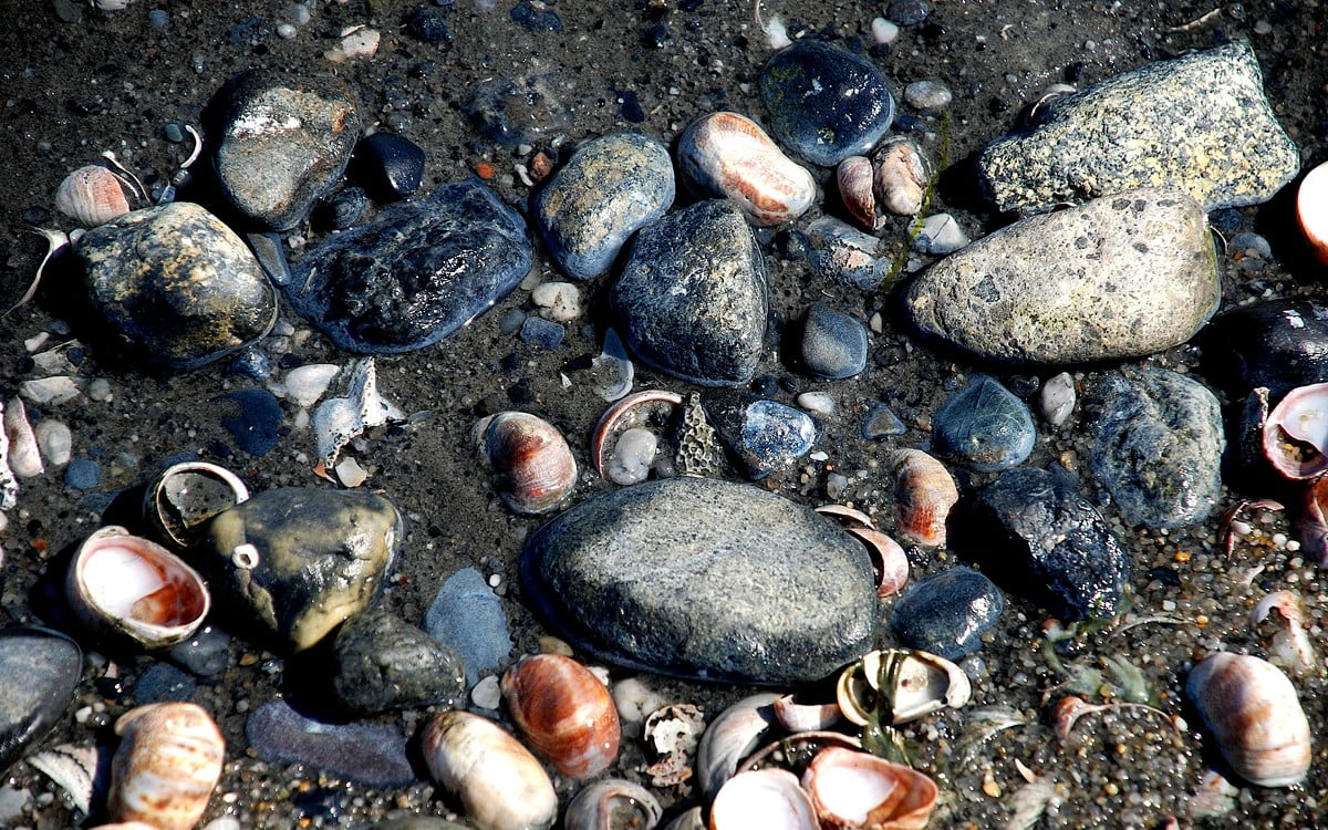 Imagem para fundo de tela Concha Marinha, Montanhas Rochosas, Seixo ...