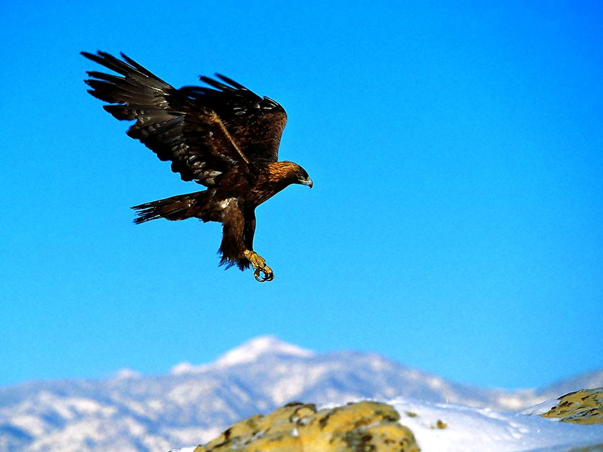 80+ Fundos de telaÁguia 4K | Imagens Gratuitas