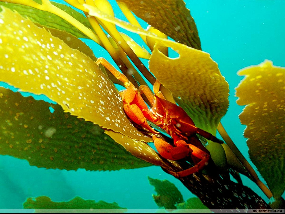 Foto de papel de parede Vida No Oceano, Recife, Aquário | Download Grátis