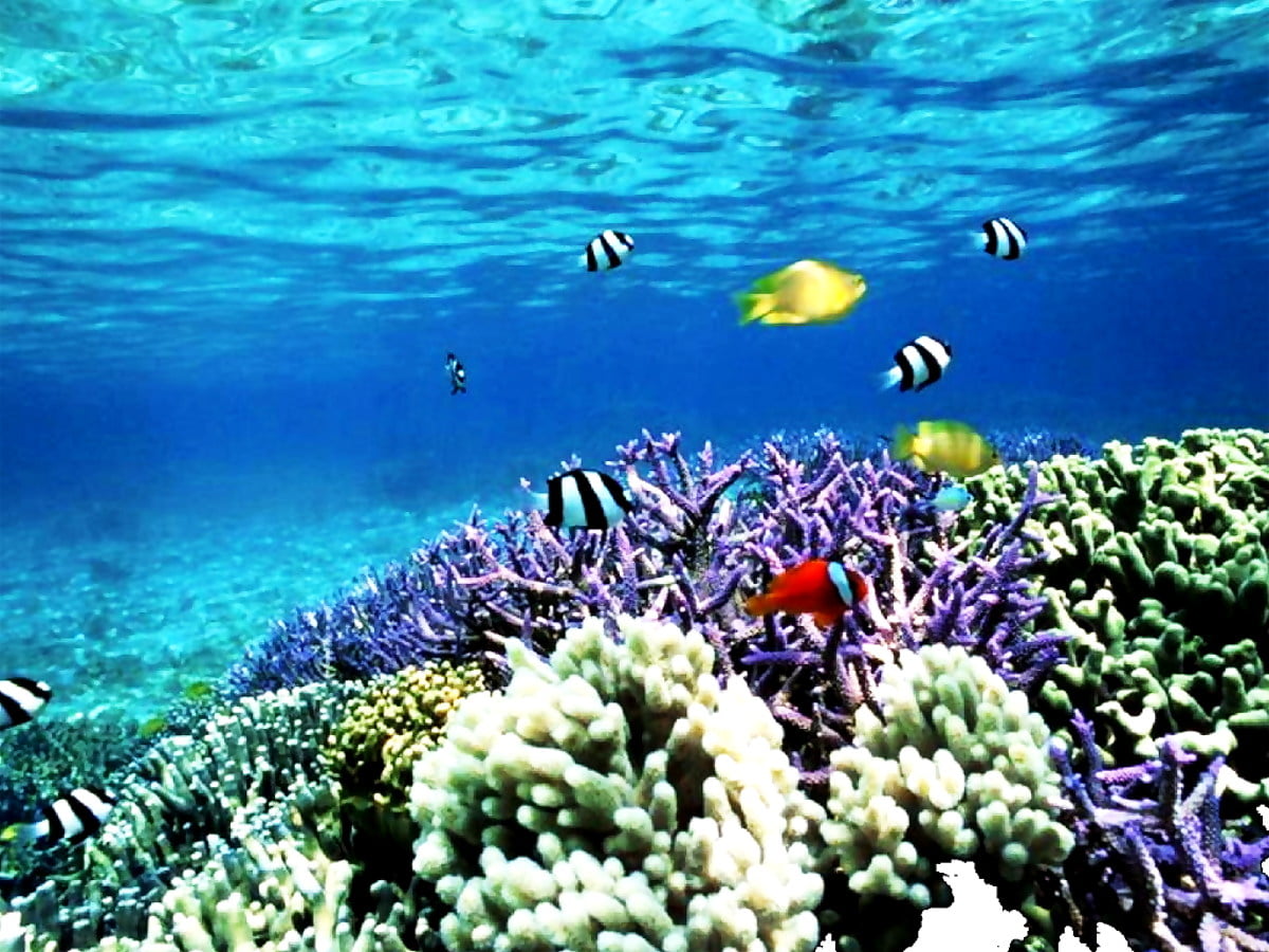 Oceano Subaquatico Fundo Recife De Corais