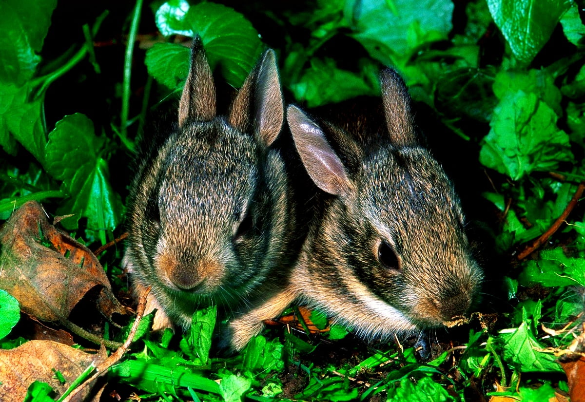 30+ Imagens de fundo Animais pequenos | Imagens Gratuitas