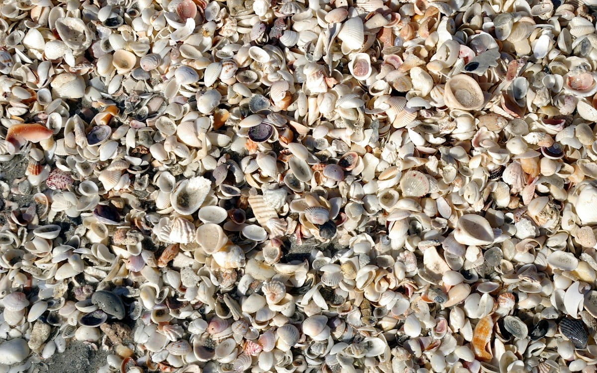 Imagem para fundo de tela Concha Marinha, Montanhas Rochosas, Cascalho ...