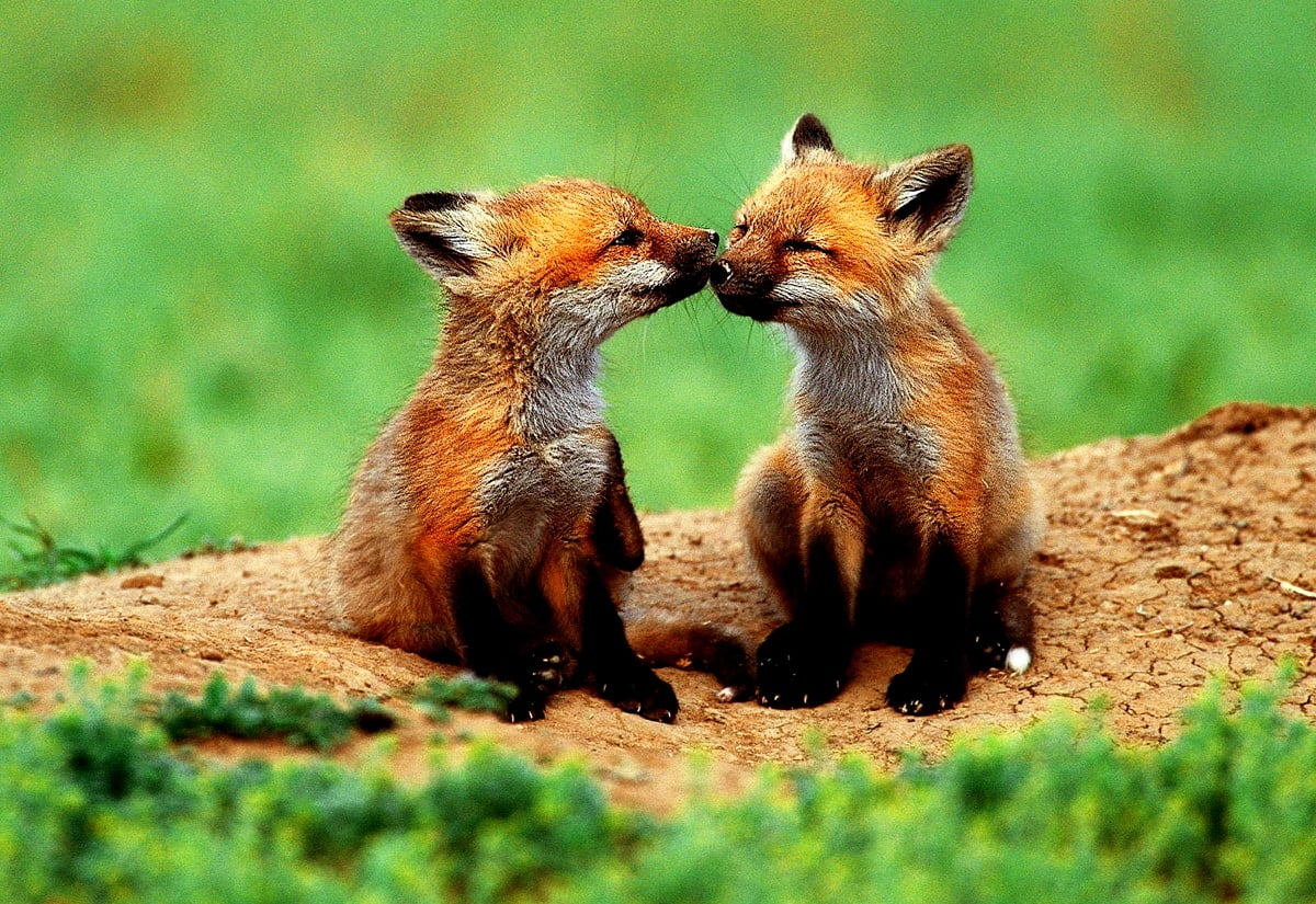 Fundo de tela Animais Pequenos, Animais, Foca | Download Grátis