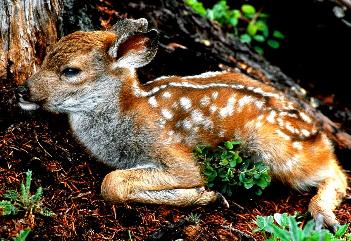 30+ Imagens de fundo Animais pequenos | Imagens Gratuitas