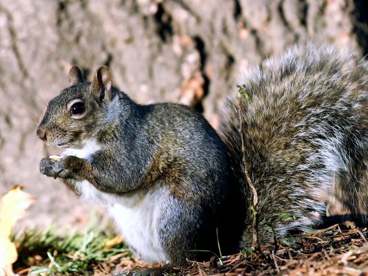 Fundo de tela Esquilo, Animais, Campo | Baixar Grátis