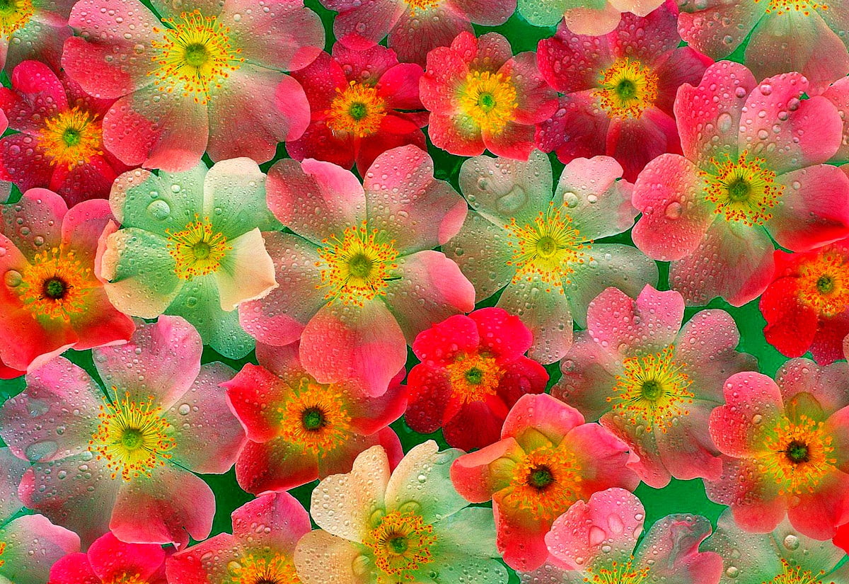 330+ Planos de fundo legais Flores silvestres | Wallpapers Gratuitas
