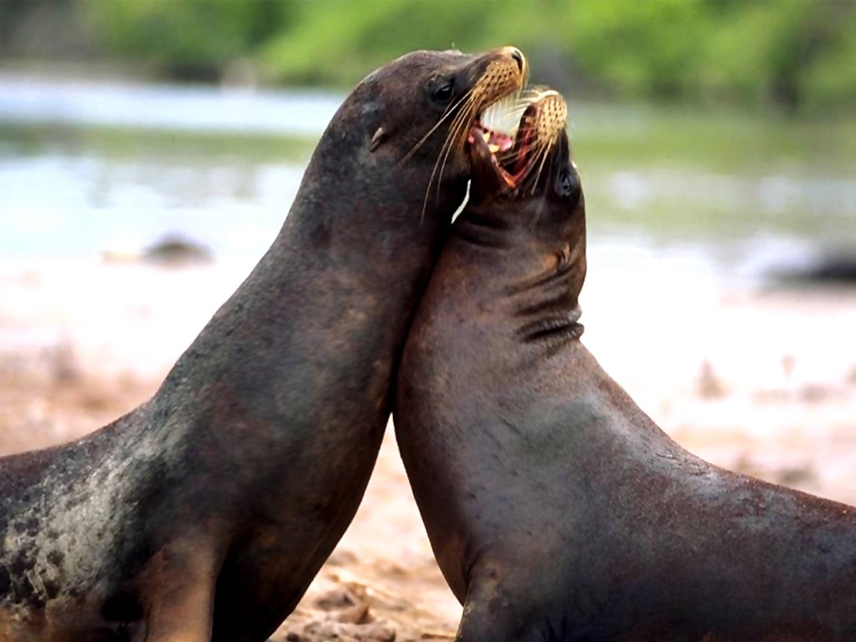 Fundo para celular Vida Selvagem, Foca, Animais | Download Grátis