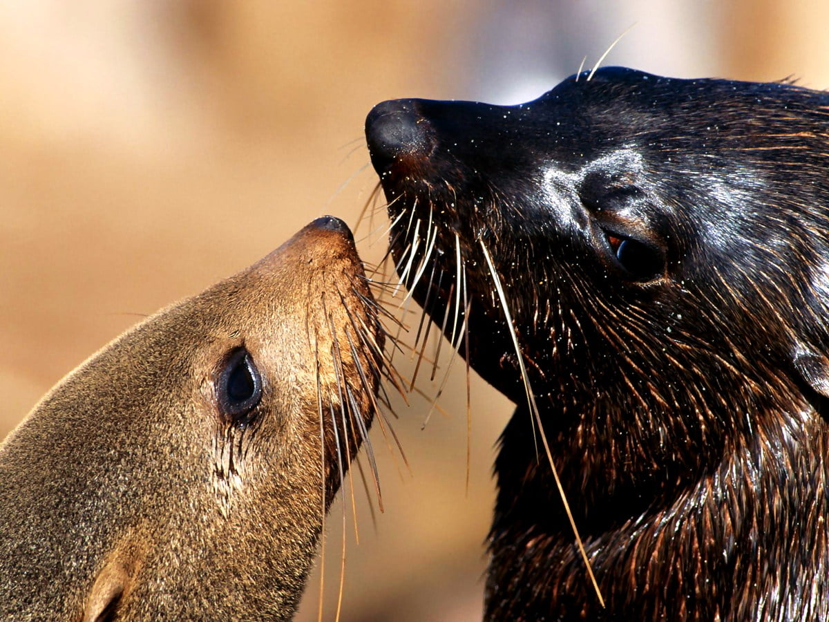 Tela de fundo para celular Vida No Oceano, Foca, Animais windows ...