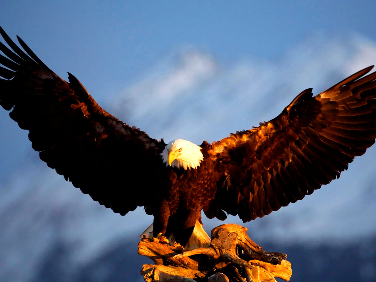Imagem de plano de fundo Pássaro, Águia, Haliaeetus Leucocephalus ...